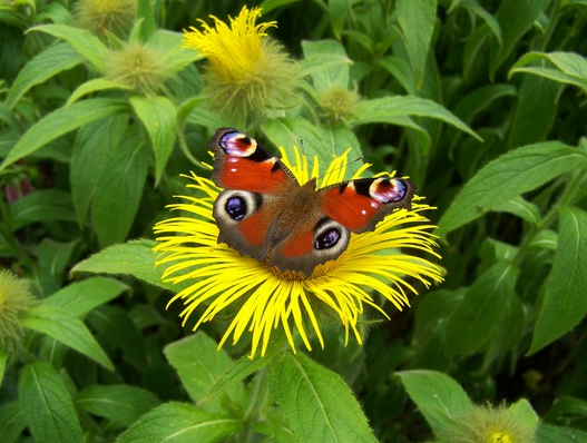 Without Pollinators, Our Flowers, Food Supply Face a Stinging Loss ...