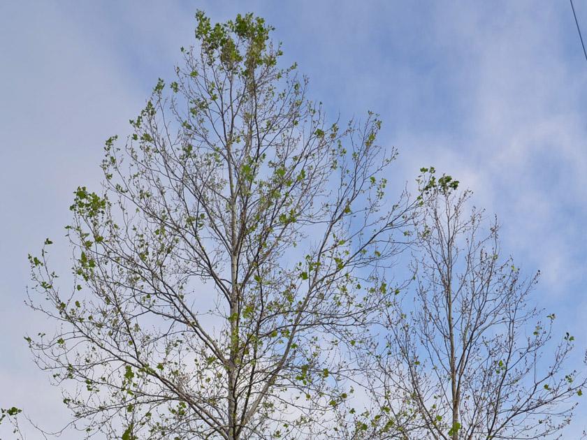 Worried About Your Sycamores? There's A Fungus Among Us - Talbot Spy