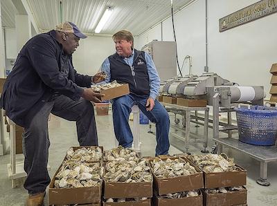 Entrepreneurs to Build Large Private Oyster Hatchery in Maryland ...