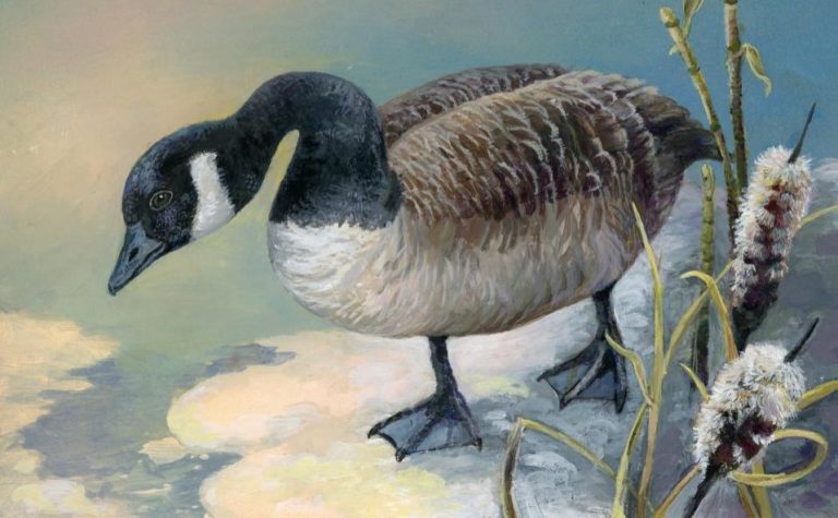 Junior Duck Stamp Award Winners to Be Displayed at Easton Library ...