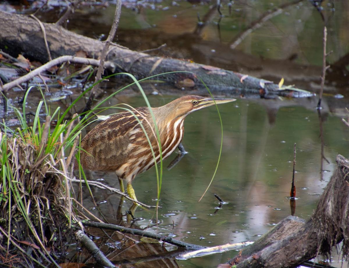 Adkins Mystery Monday: Do You Know What This Exciting New Bird Is ...