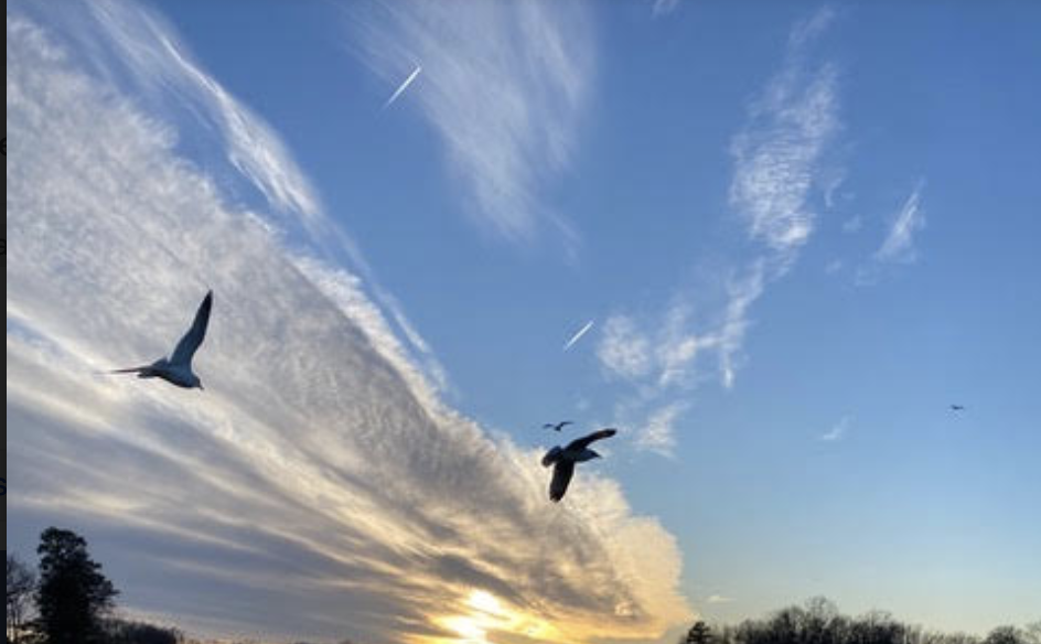 Eastern Point Sunset by Miriam Miller - Talbot Spy