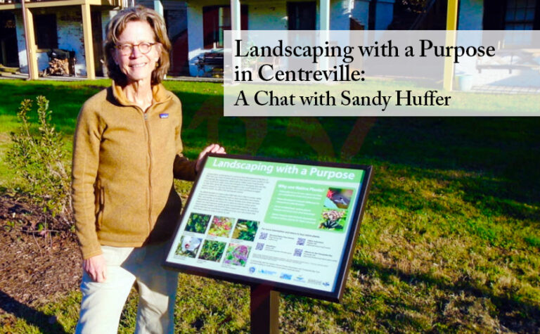 Landscaping with a Purpose in Centreville: A Chat with Sandy Huffer ...