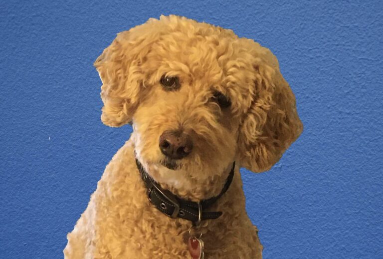 The Joy of Owning an Older Dog by Maria Grant - Talbot Spy