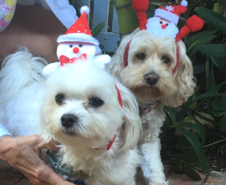 Gus is Grieving By Angela Rieck - Talbot Spy